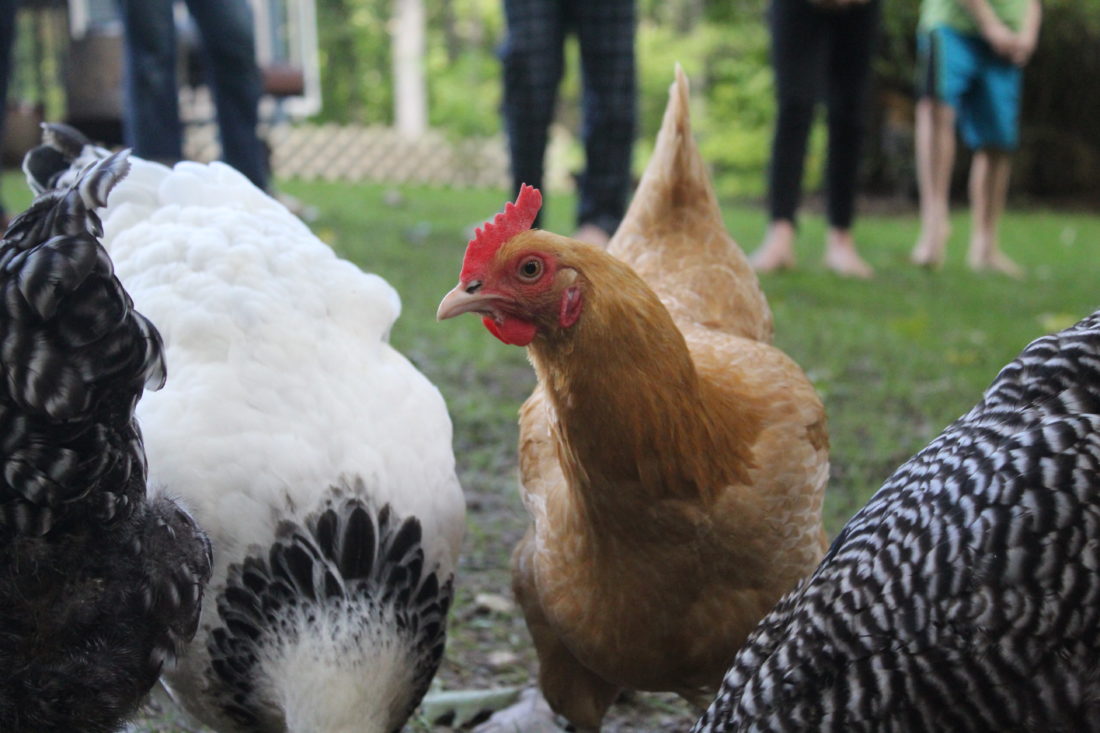 New urban chicken law taking shape | News, Sports, Jobs - The Nashua ...